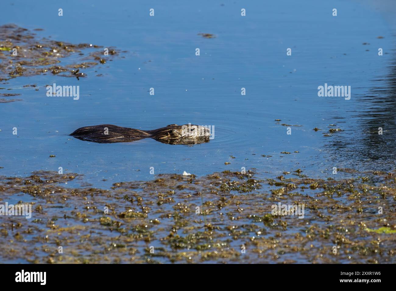 Protected conservation area hi-res stock photography and images - Alamy