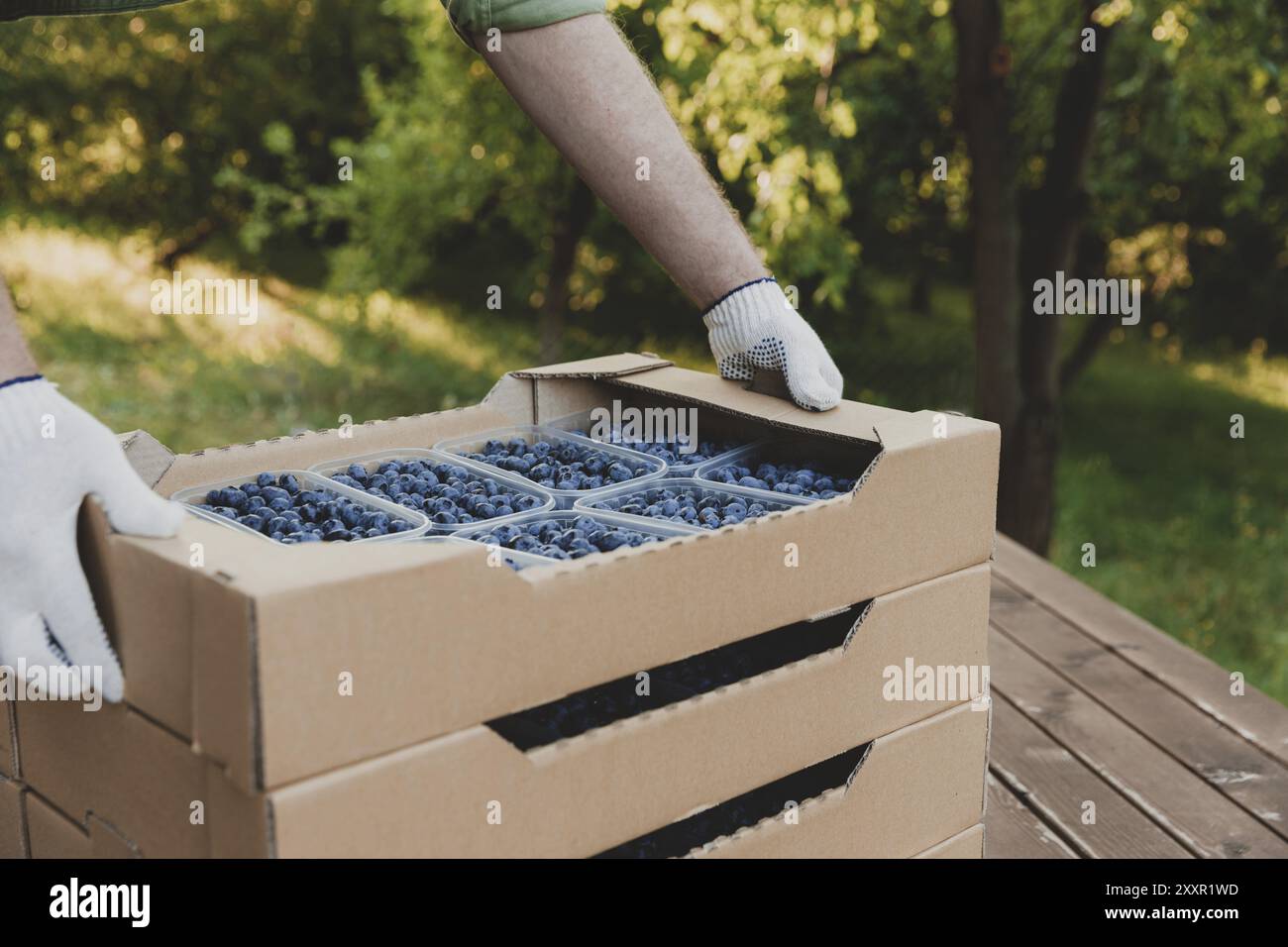 Worker at farm pack blueberry for shipment. Packing berry for delivery ...