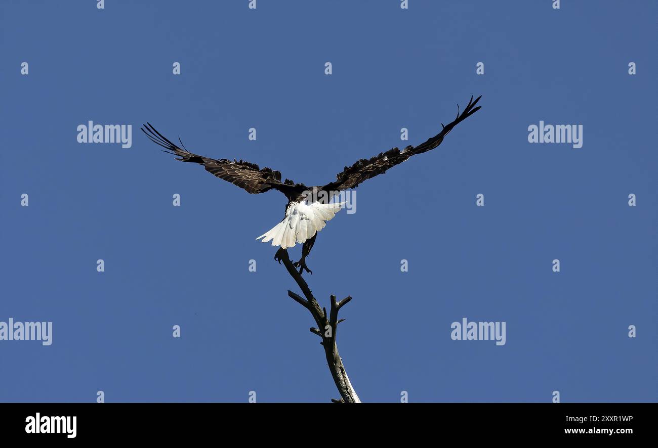 Female Bald Eagle in flight Stock Photo - Alamy