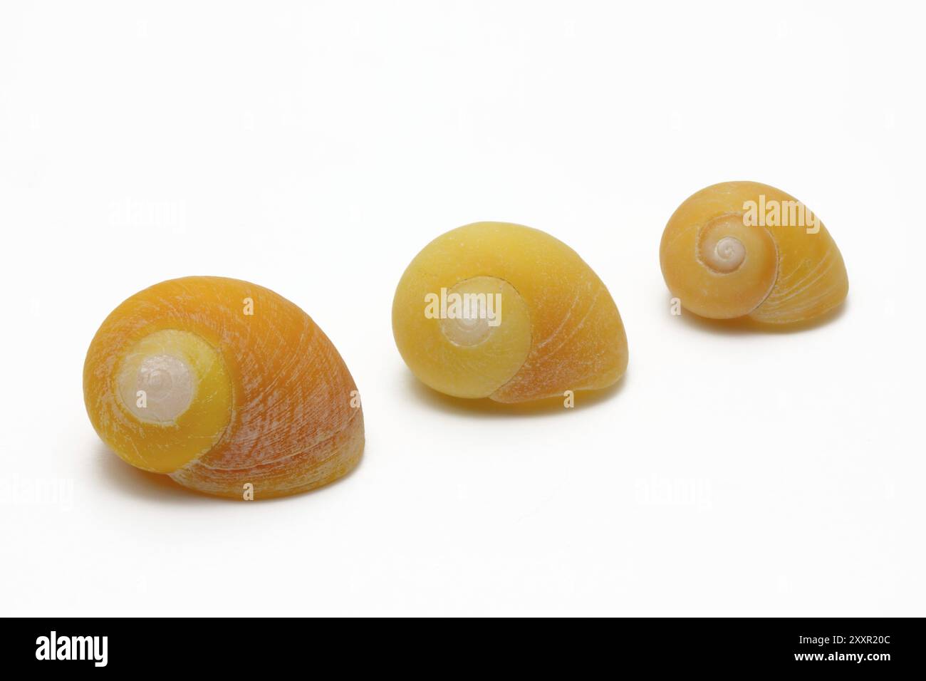Yellow sea snails on a white background Stock Photo - Alamy