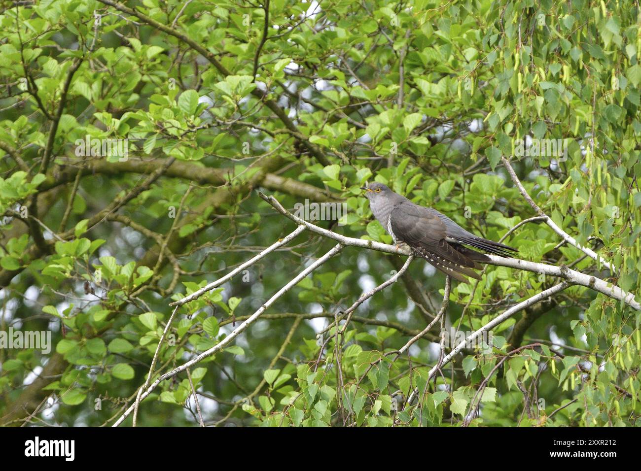 Male Common cuckoo on a tree. Male cuckoo calling Stock Photo - Alamy