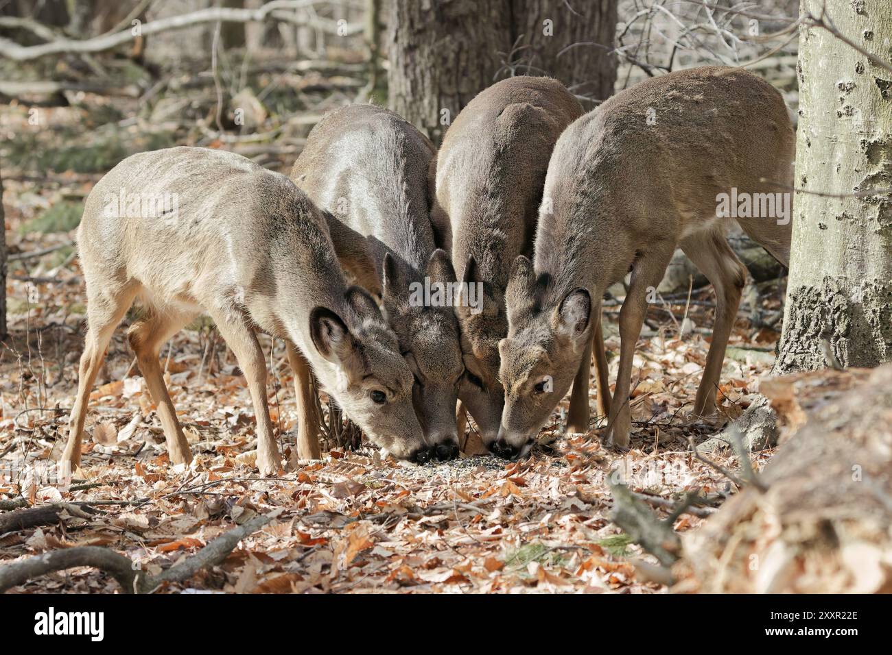 The white-tailed deer (Odocoileus virginianus), also known as the ...