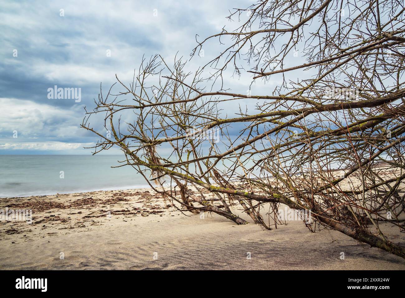 Tree trunk on the Baltic coast near Meschendorf Stock Photo - Alamy