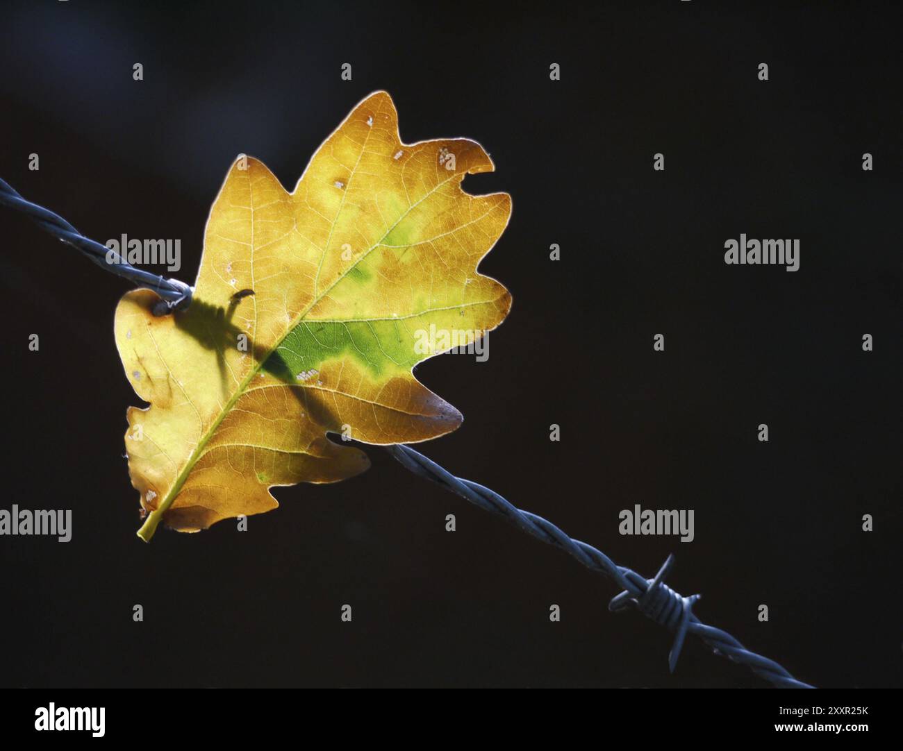 Leaf barricade hi-res stock photography and images - Alamy