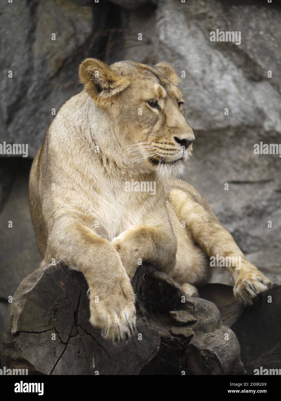 Felis leo lion hi-res stock photography and images - Alamy