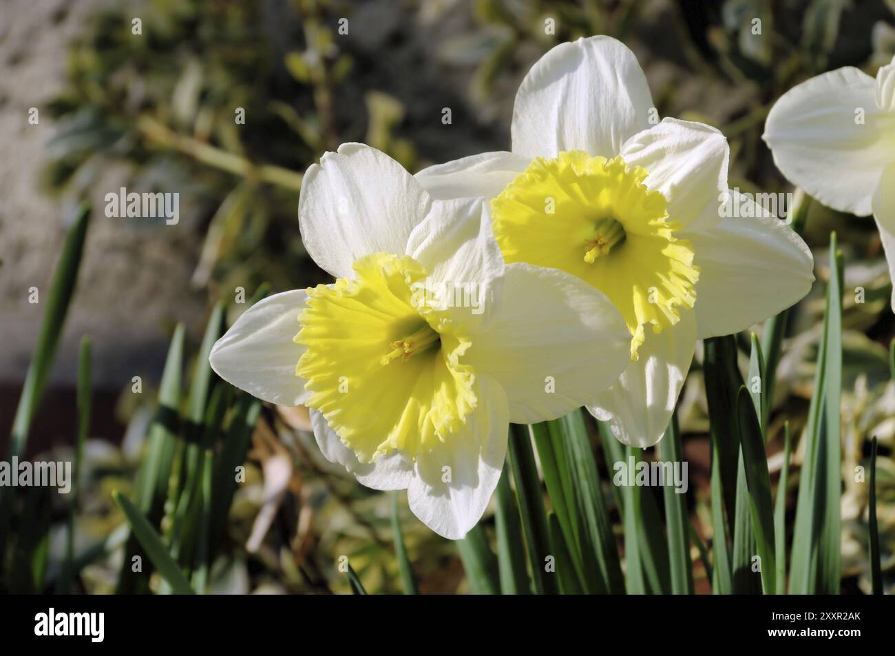 Detailed daffodil photograph hi-res stock photography and images - Alamy