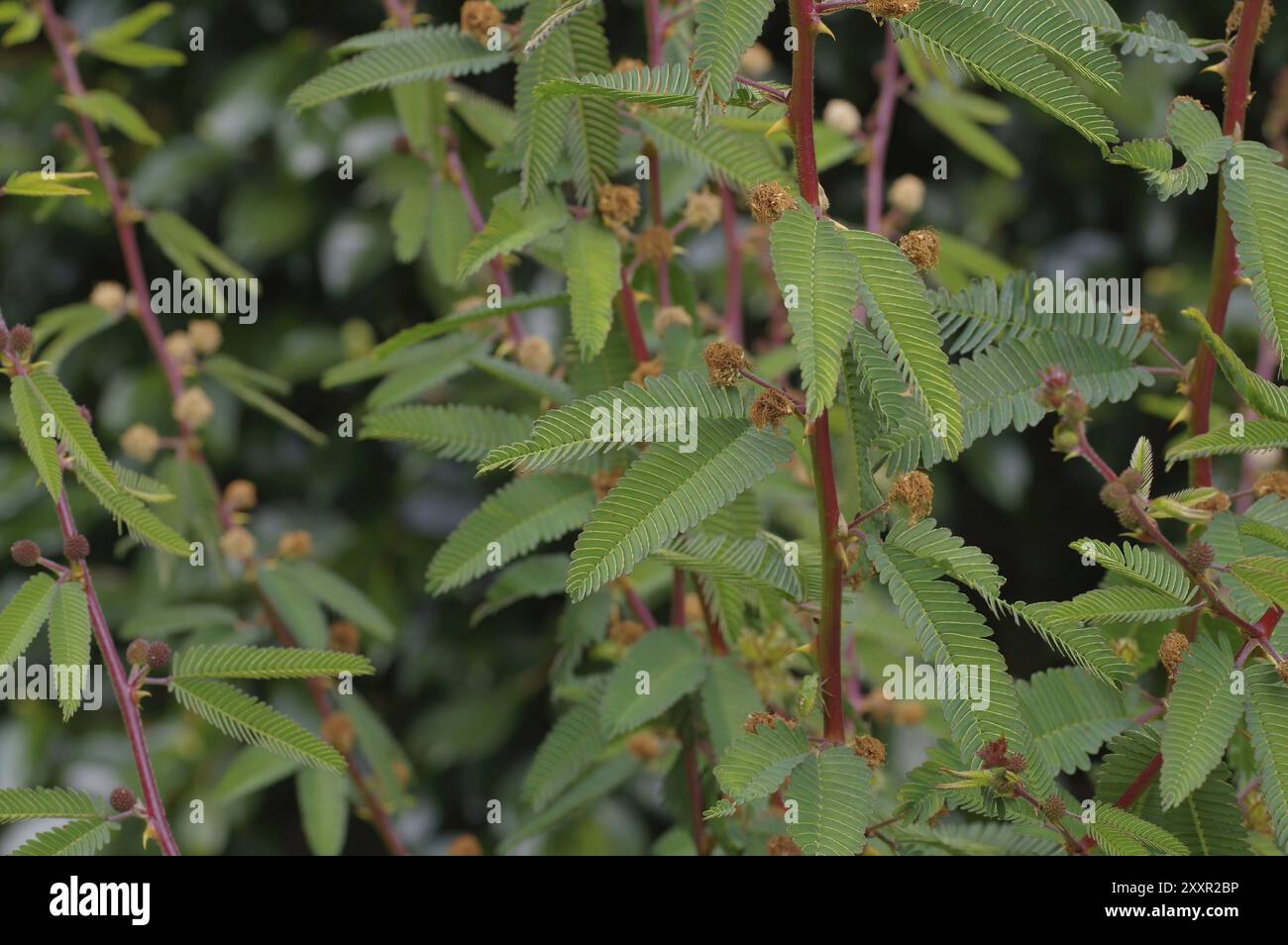 Sensitive plant (Mimosa pudica) close-up of leaves Stock Photo - Alamy