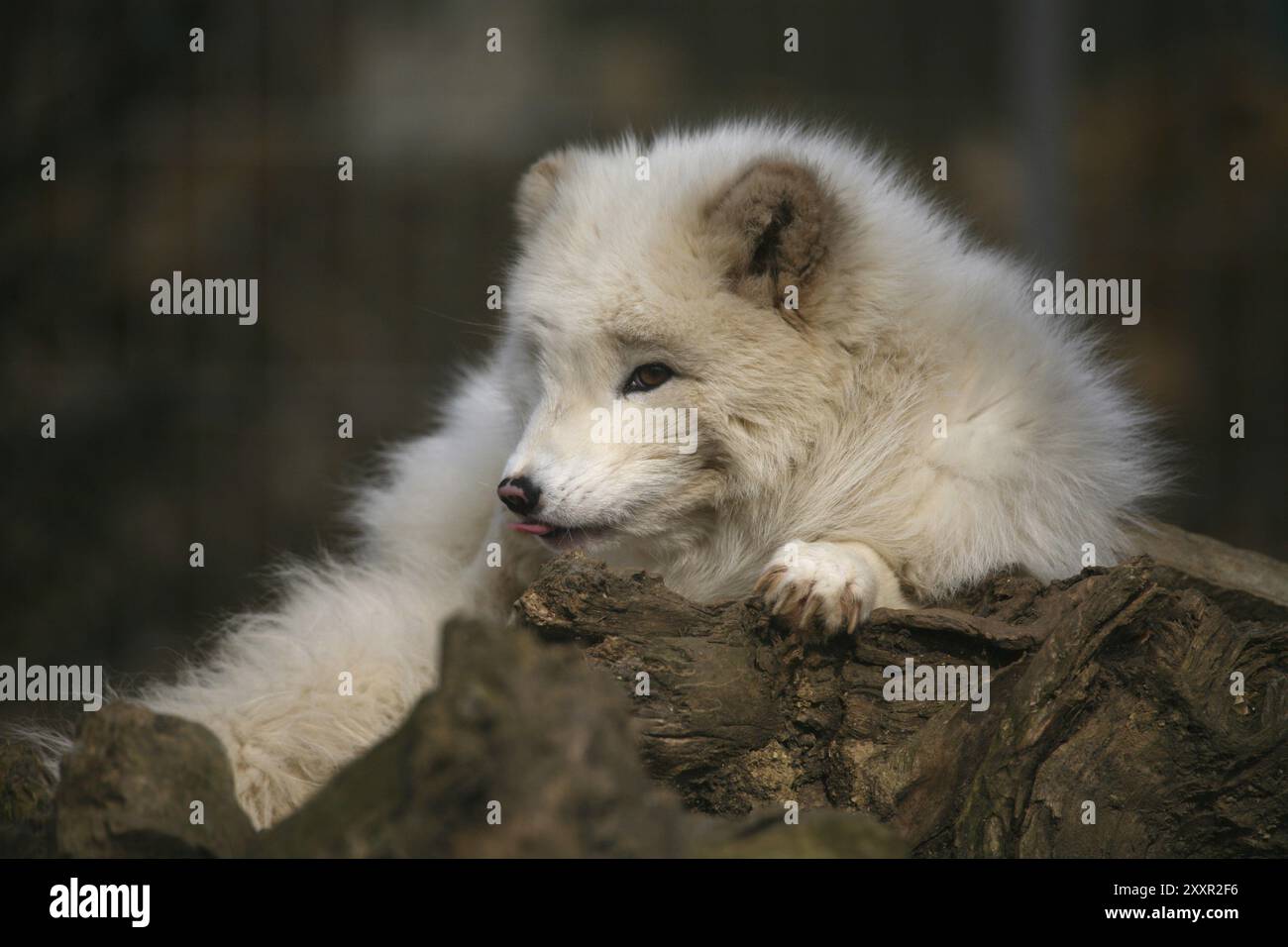 Arctic fox winter coat with prey hi-res stock photography and images ...