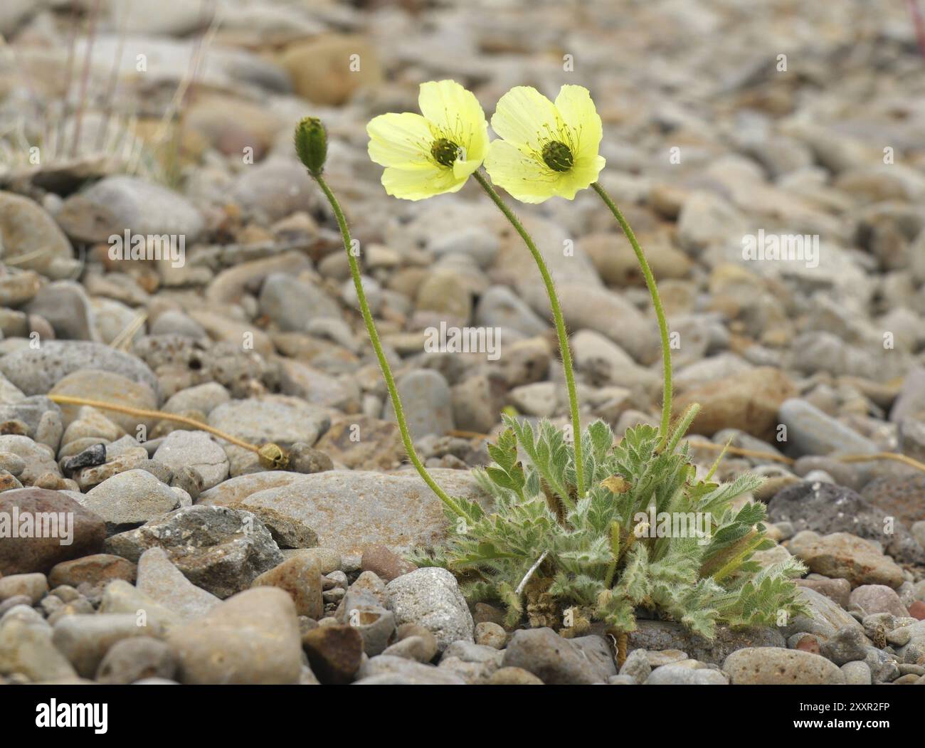 Svalbard poppy in Iceland Stock Photo - Alamy