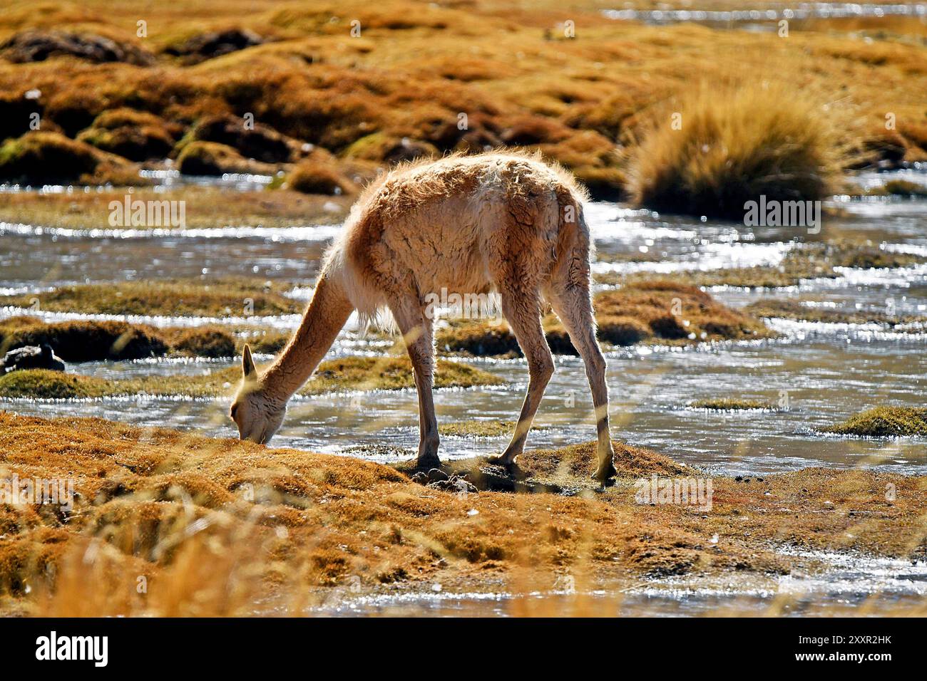 fauna at the Atacama desert Stock Photo - Alamy