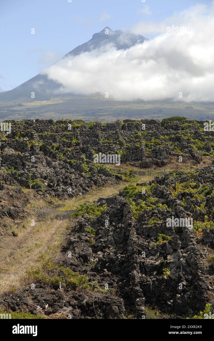 Vineyards (Lava Terrace's) and the Volcano, Pico Island, Azores ...