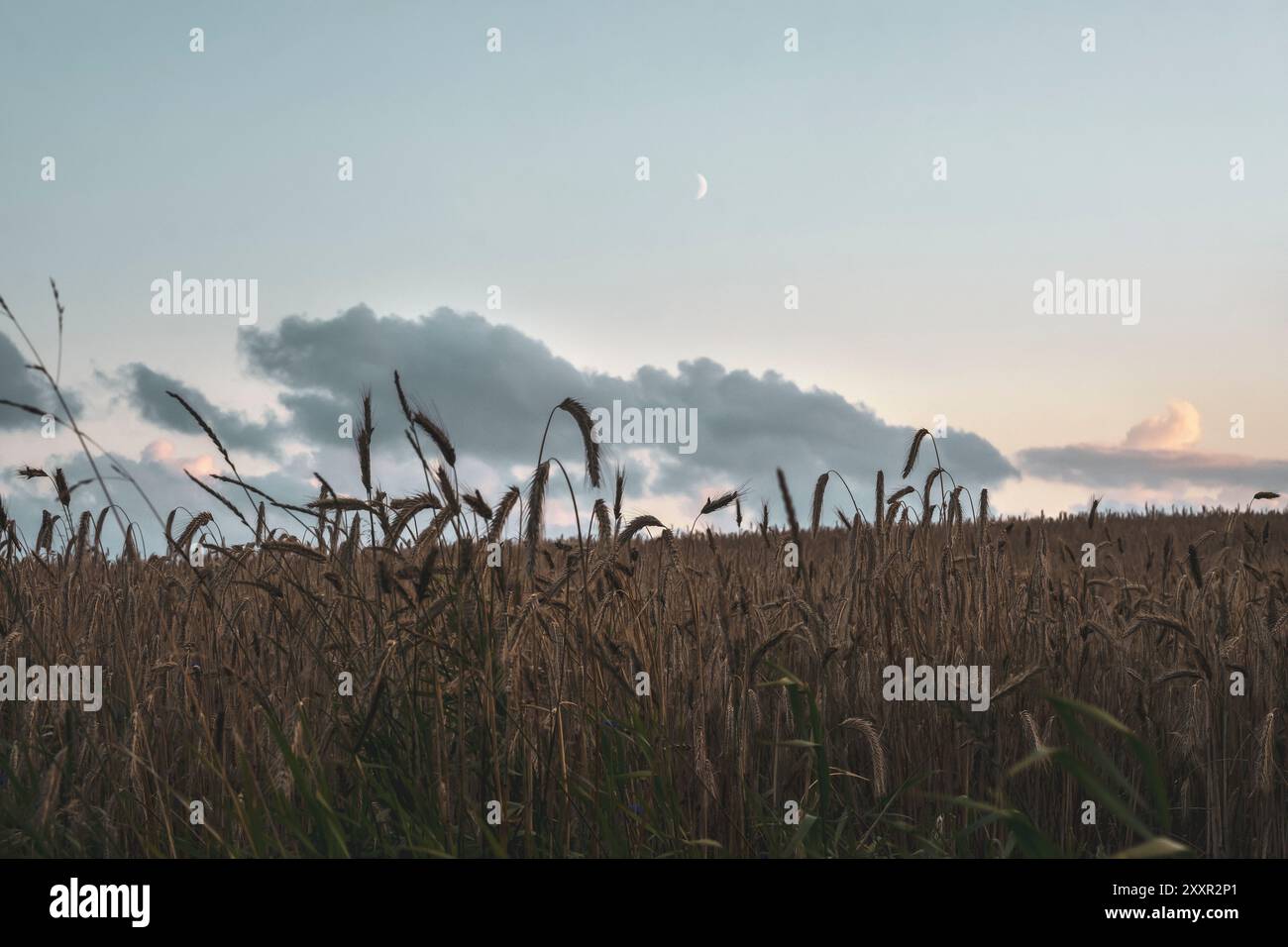 Wheat field and a moon rising in rural Jutland, northern Denmark Stock ...