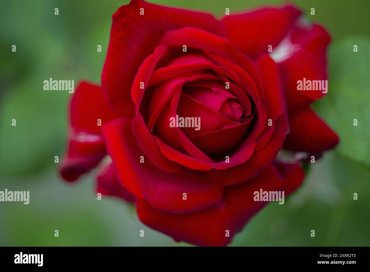 Rose plant detail in nature hi-res stock photography and images - Alamy