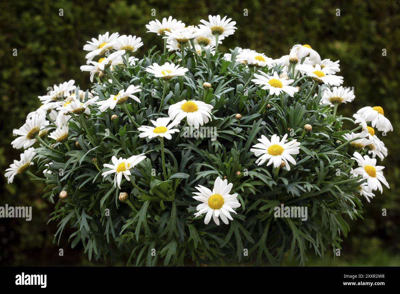 Flowering daisy tree (Leucanthemum) in the garden Stock Photo - Alamy