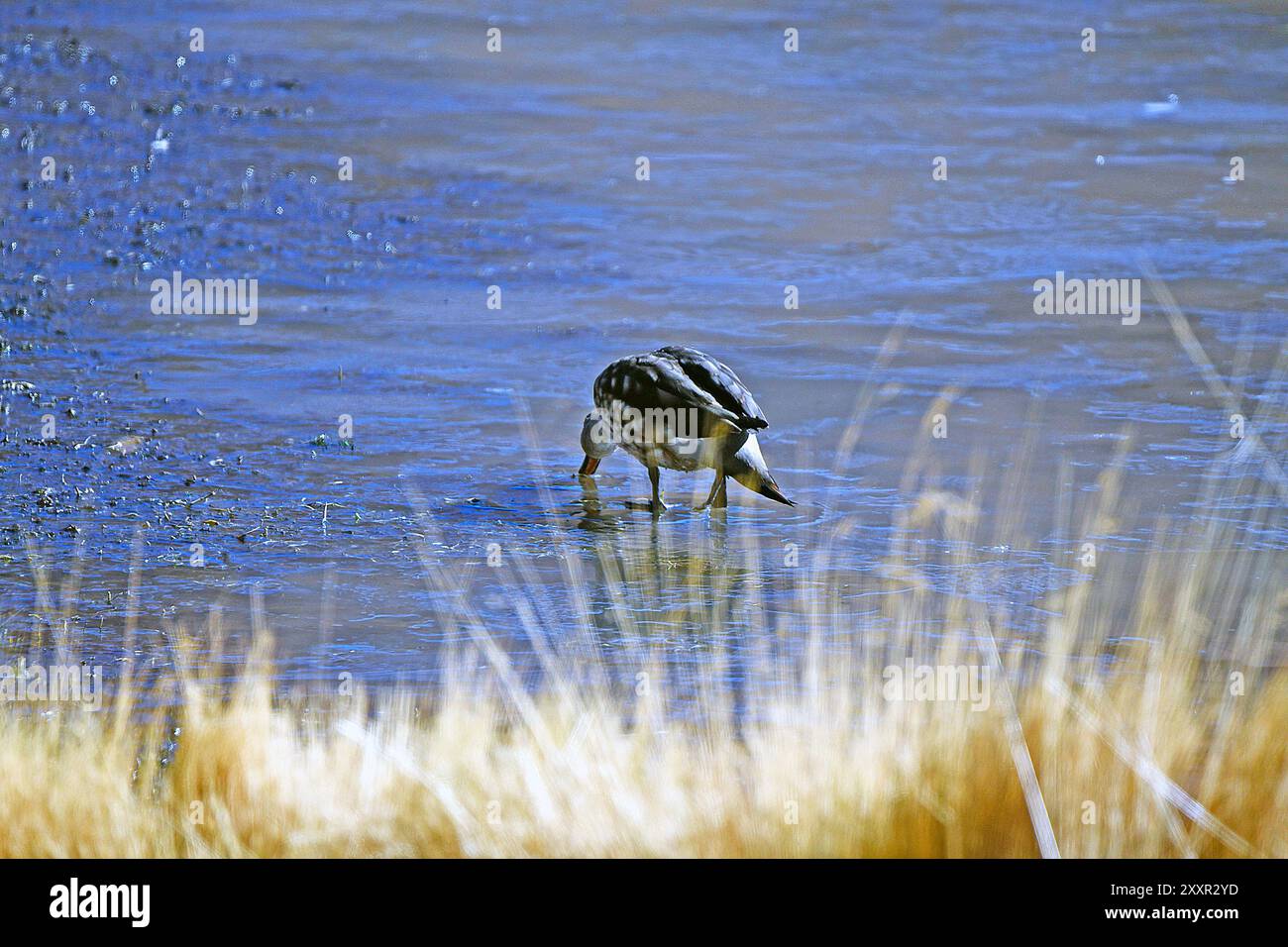 fauna at the Atacama desert Stock Photo - Alamy