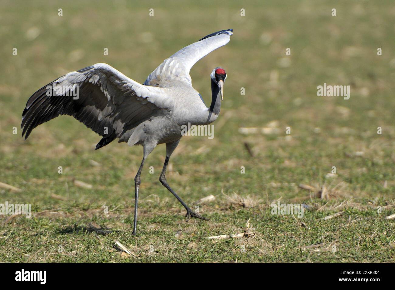 European Crane -Common Crane, Grus grus, courtship display Stock Photo ...