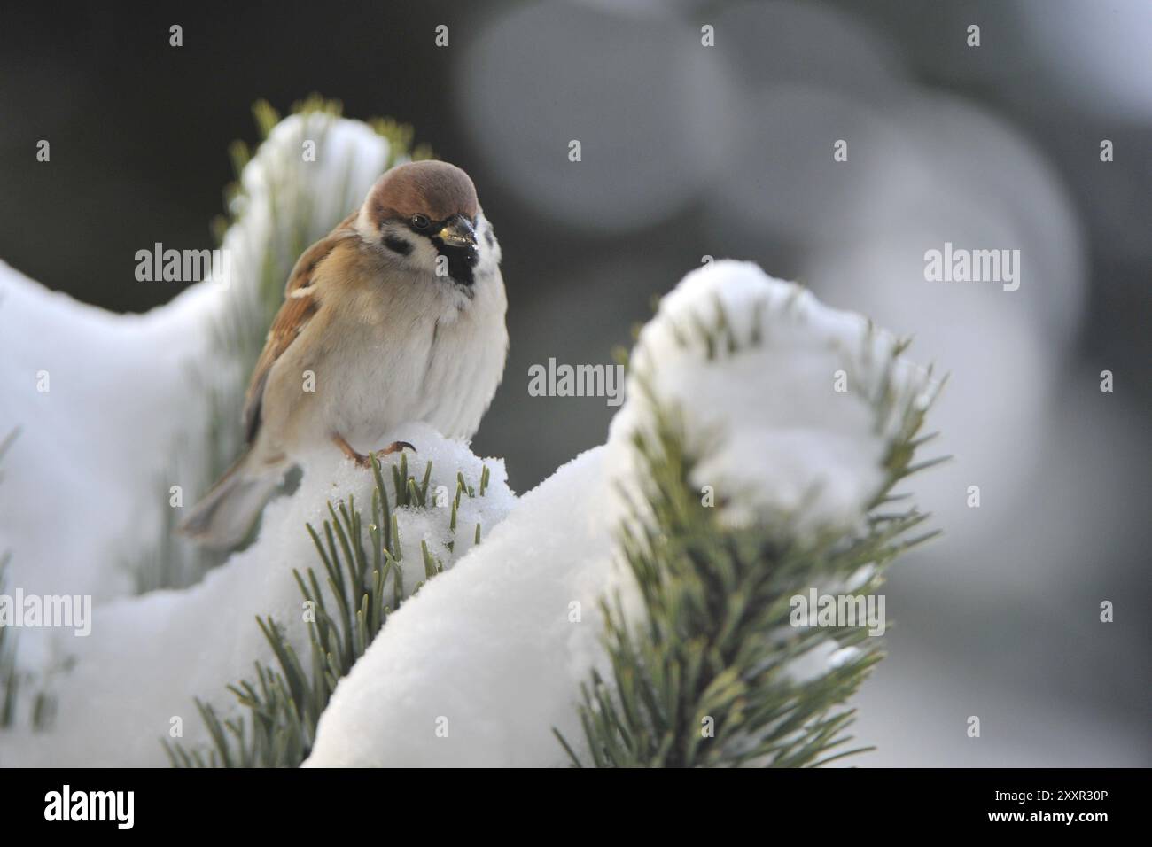 Tree Sparrow in winter.tree Sparrow in winter Stock Photo - Alamy