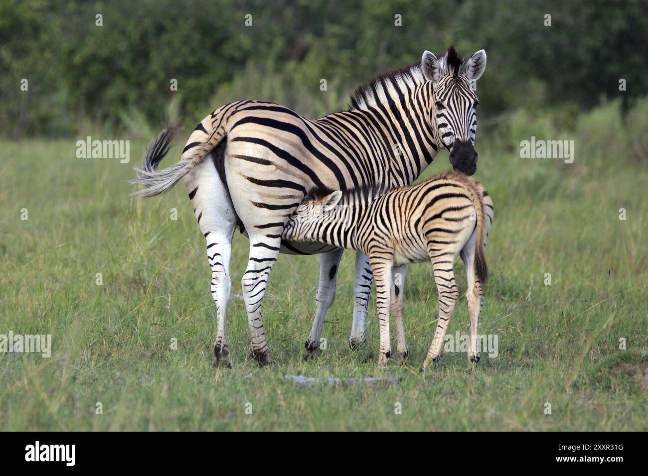 Zebras in the Moremi Game Reserve in Botswana Stock Photo - Alamy