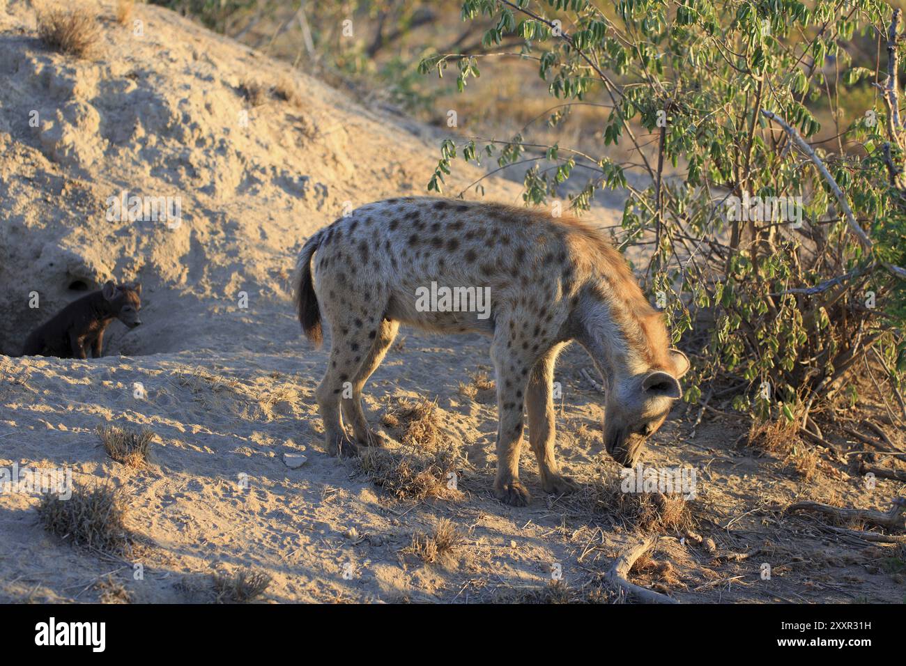 Spotted hyena with baby Stock Photo - Alamy