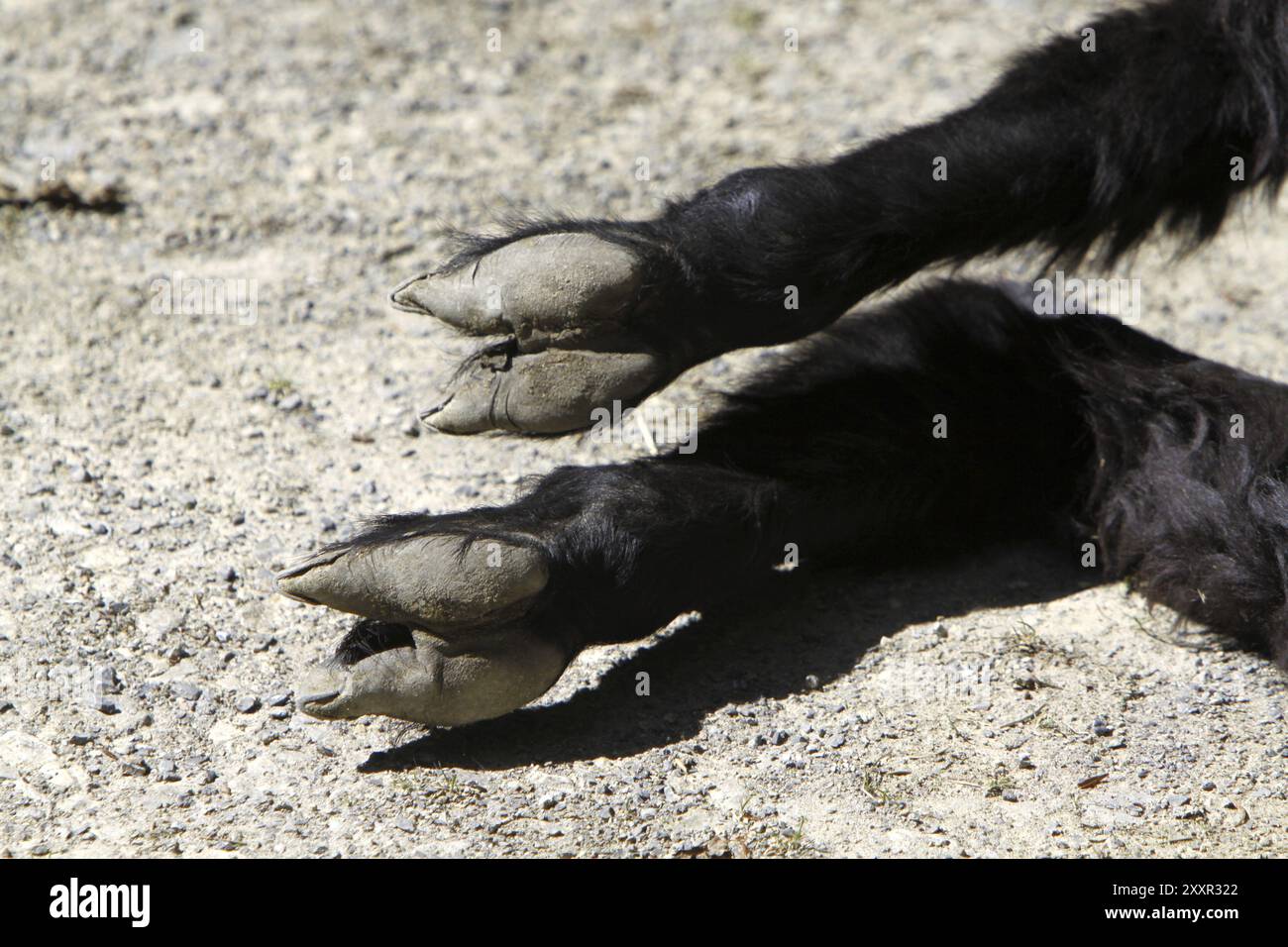 Ungulate feet hi-res stock photography and images - Alamy