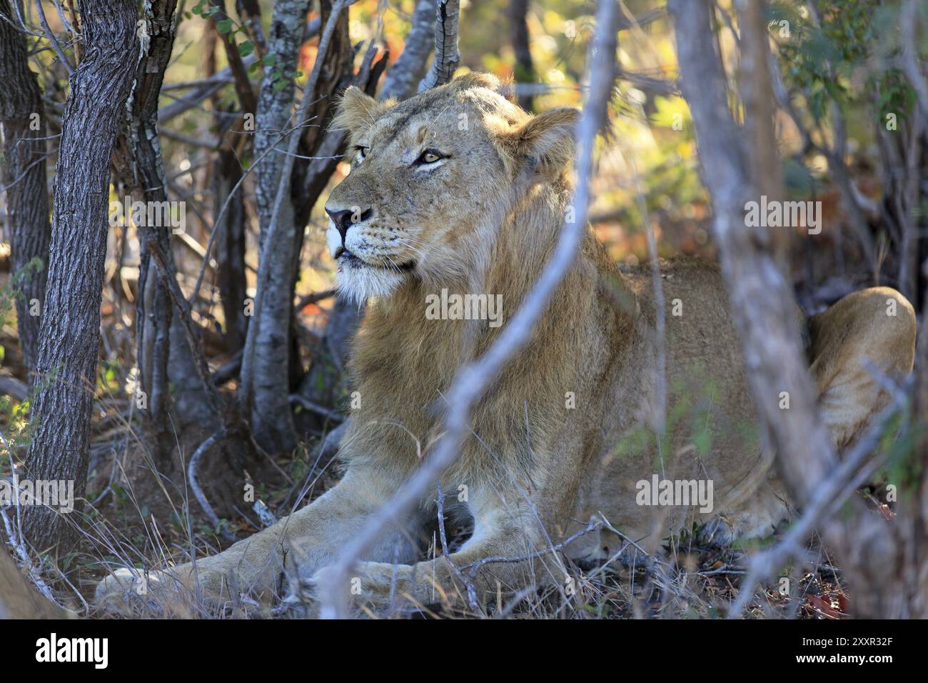 Lion africa man hi-res stock photography and images - Alamy
