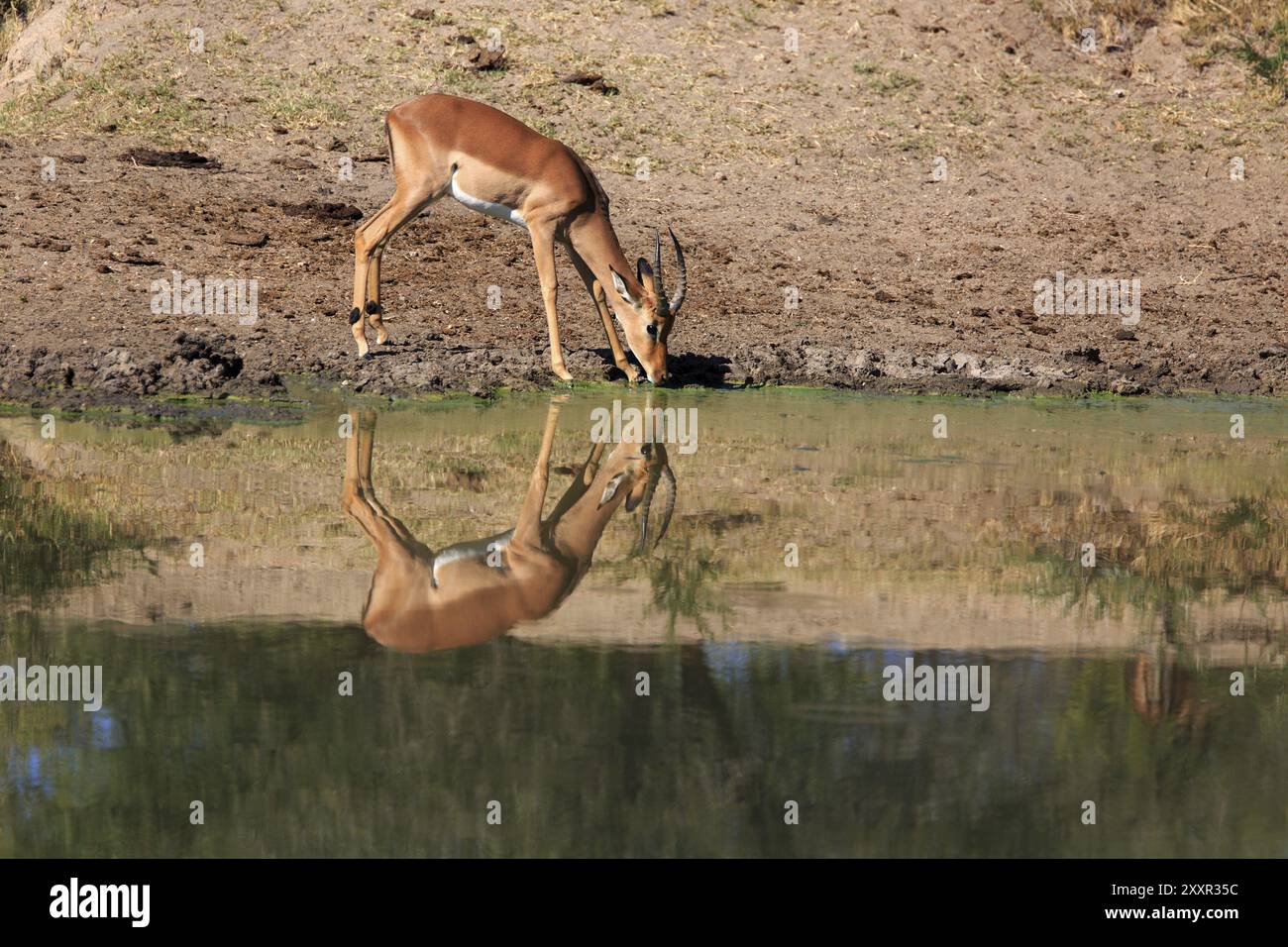 Impala drinking at the waterhole Stock Photo - Alamy