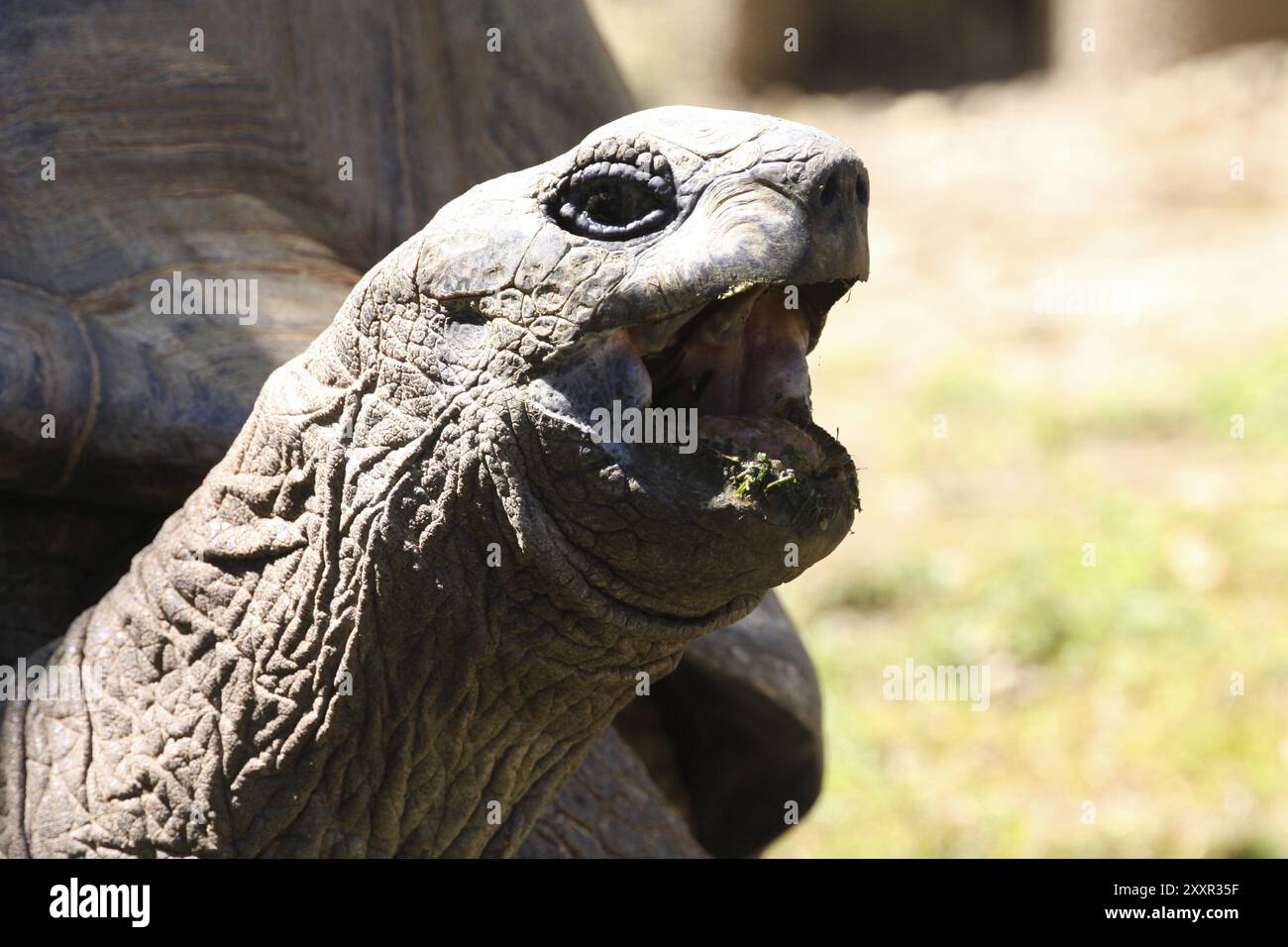 African spur thighed tortoises hi-res stock photography and images - Alamy