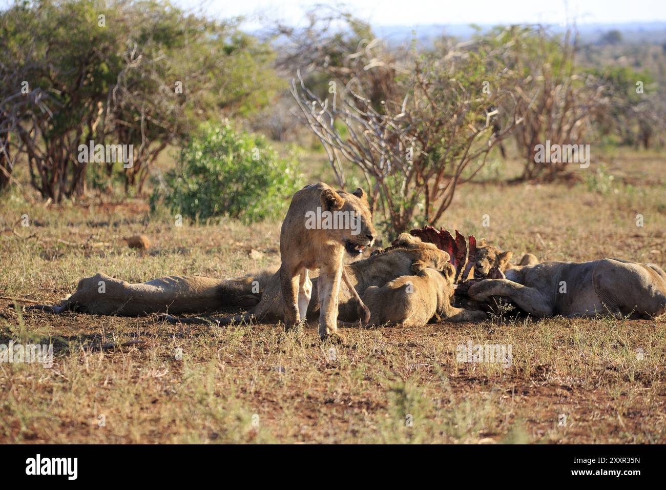 Pride of lions hunting buffalo hi-res stock photography and images - Alamy