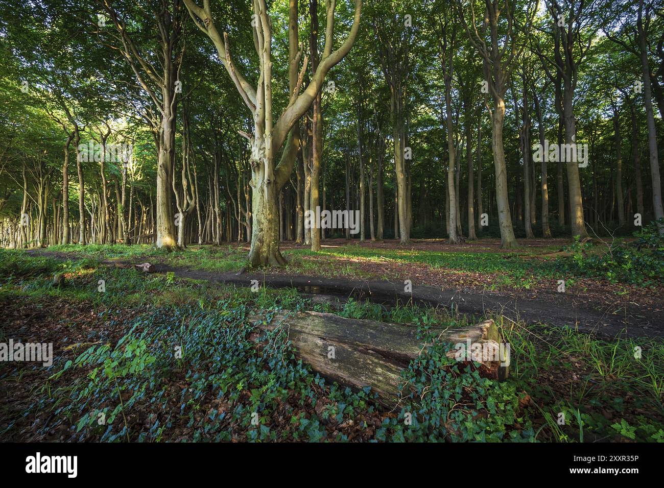 Coastal forest on the Baltic Sea near Nienhagen Stock Photo - Alamy