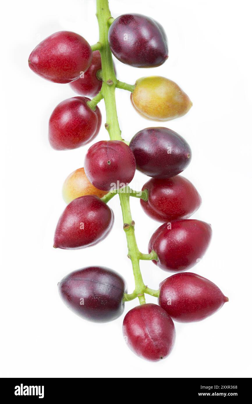 Cherry laurel (Prunus laurocerasus), fruits Stock Photo - Alamy