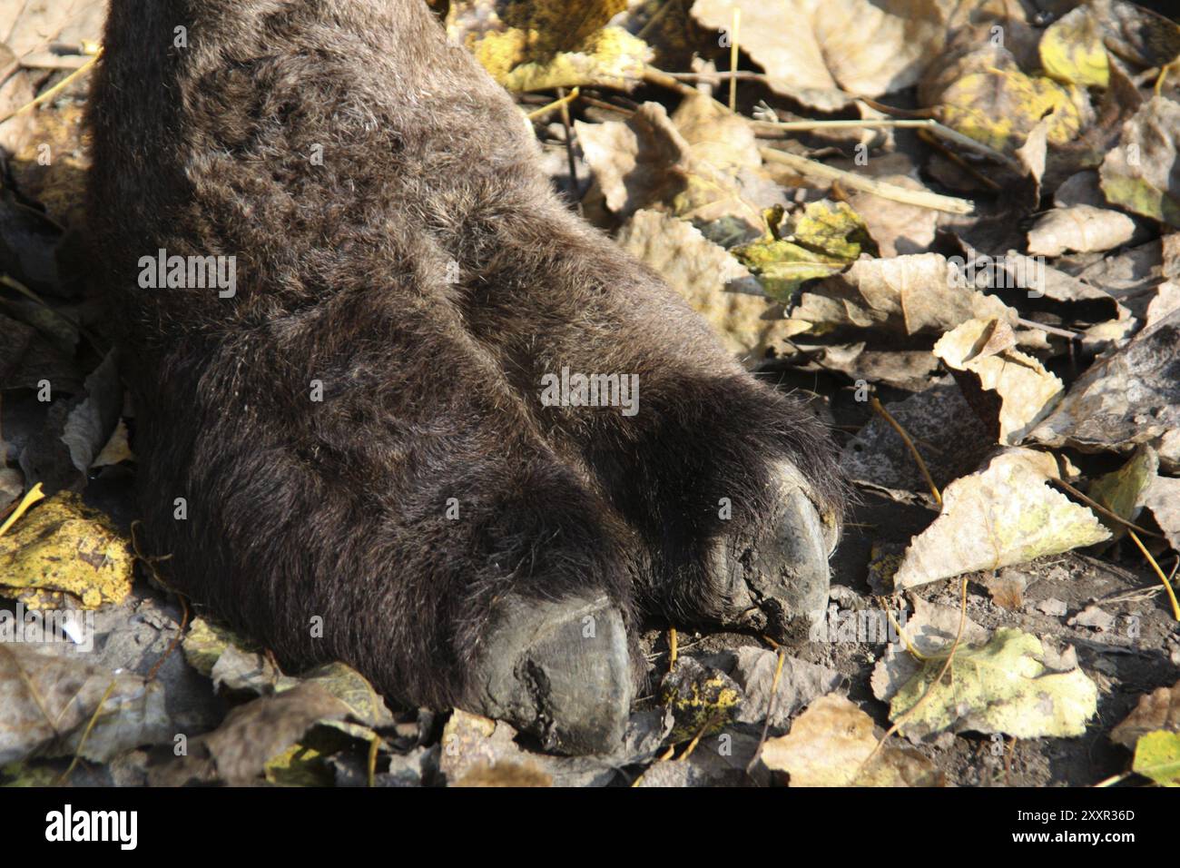 Camel foot hi-res stock photography and images - Alamy