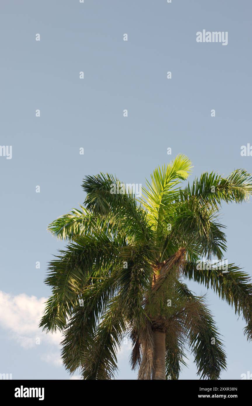 isolated green palm tree Upward Vertical in the lower side sunlight and ...