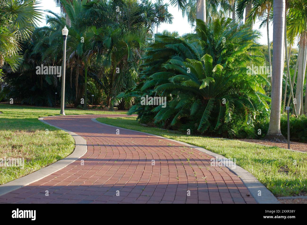 Low Wide shot of green palm trees, lamp post on s curve of red brick ...