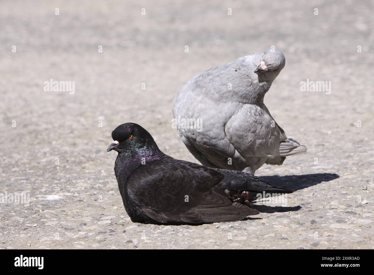 Overweight pigeon hi-res stock photography and images - Alamy