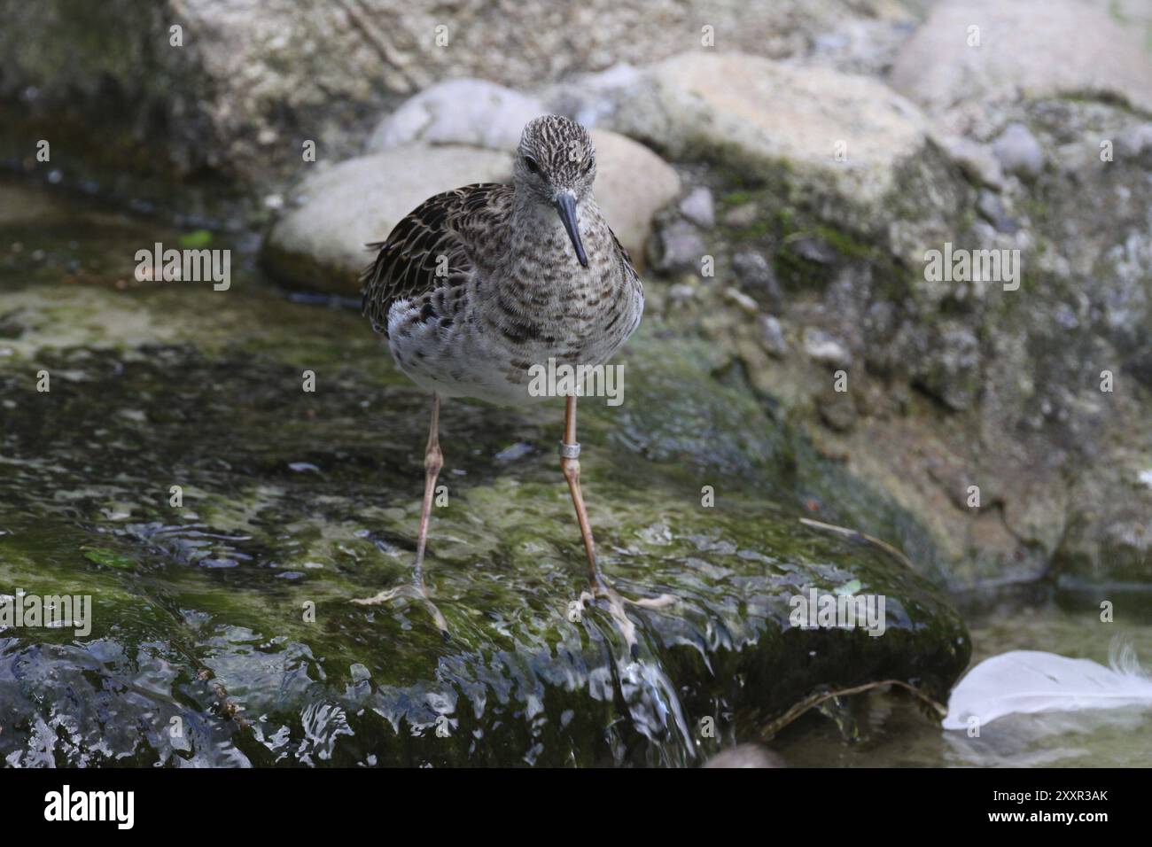 Shorebird common redshank in natural hi-res stock photography and ...