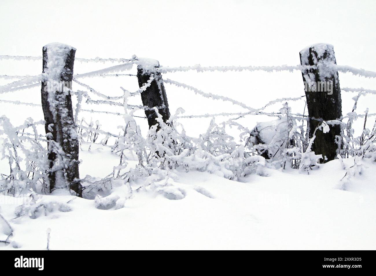 Frozen wire fence hi-res stock photography and images - Alamy