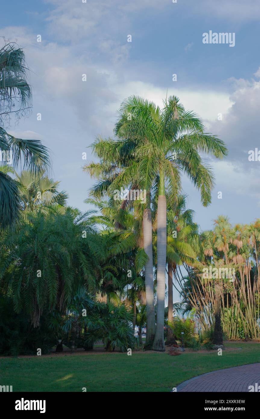 Tall vertical shot of green palm trees on s curve of brick path. Partly ...
