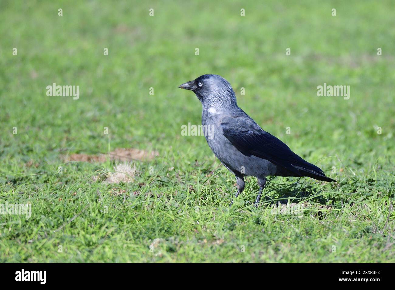 Raven food hi-res stock photography and images - Alamy