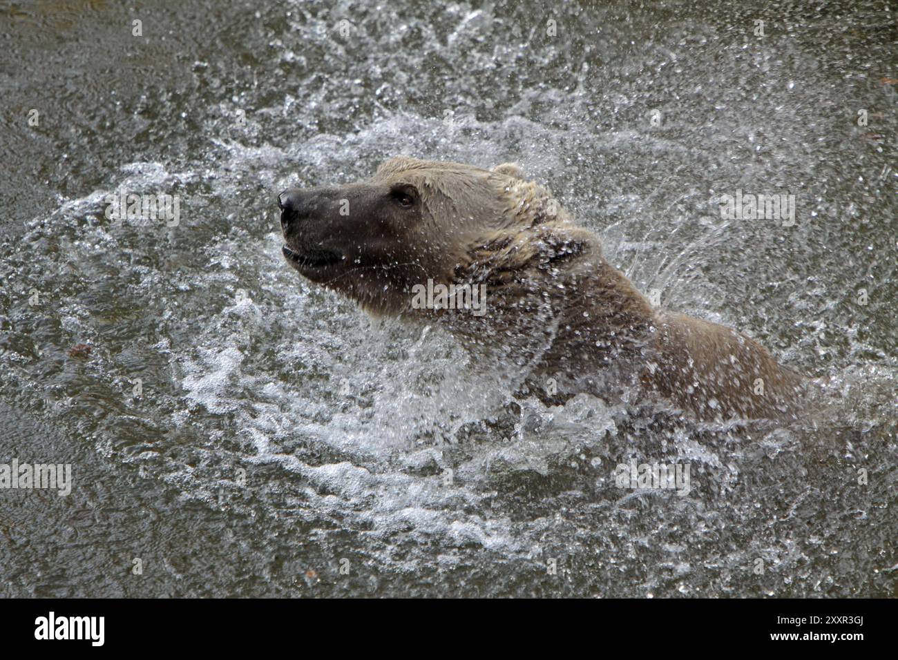 Brown bear shake hi-res stock photography and images - Alamy