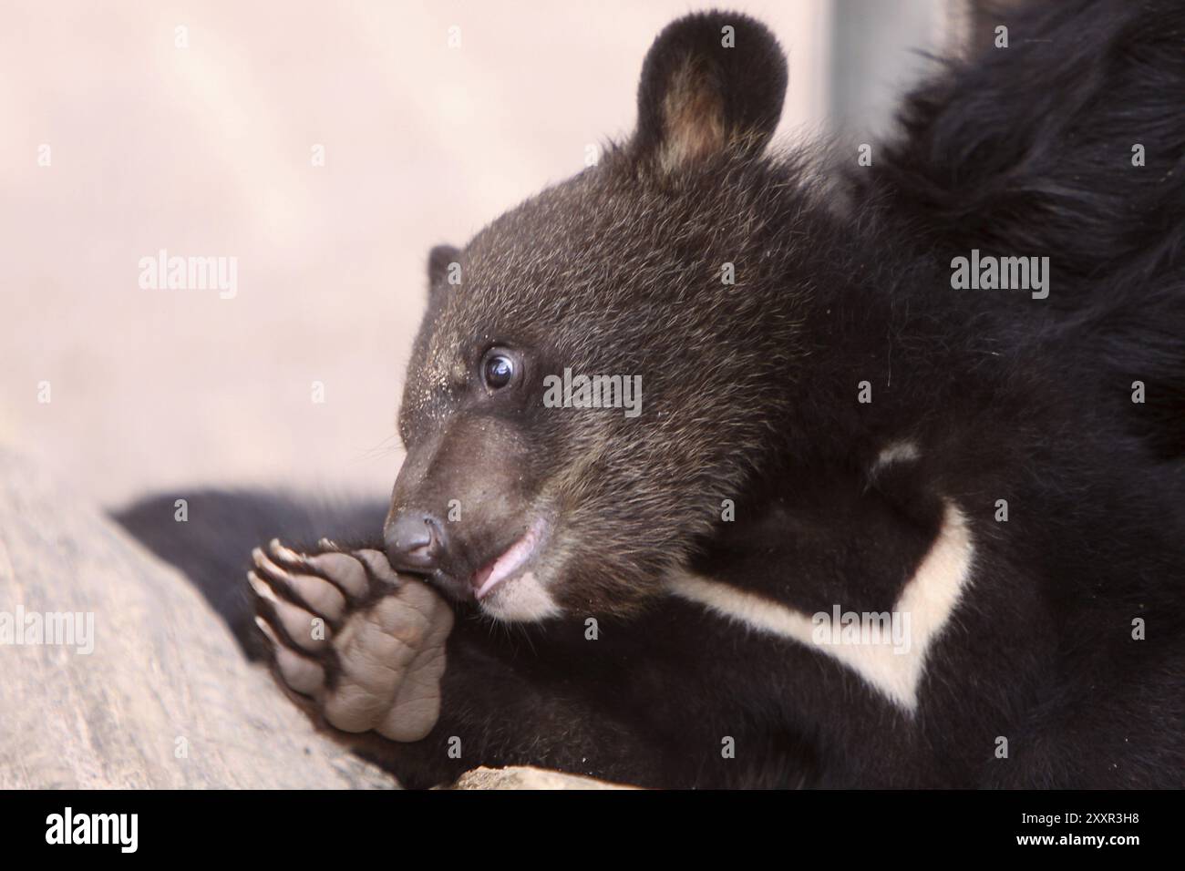 Bear with white collar hi-res stock photography and images - Alamy