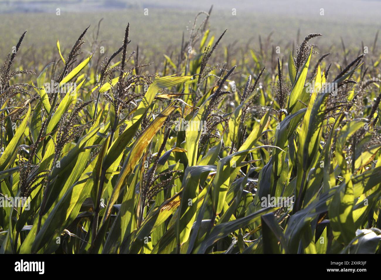 Agrarian forage hi-res stock photography and images - Alamy
