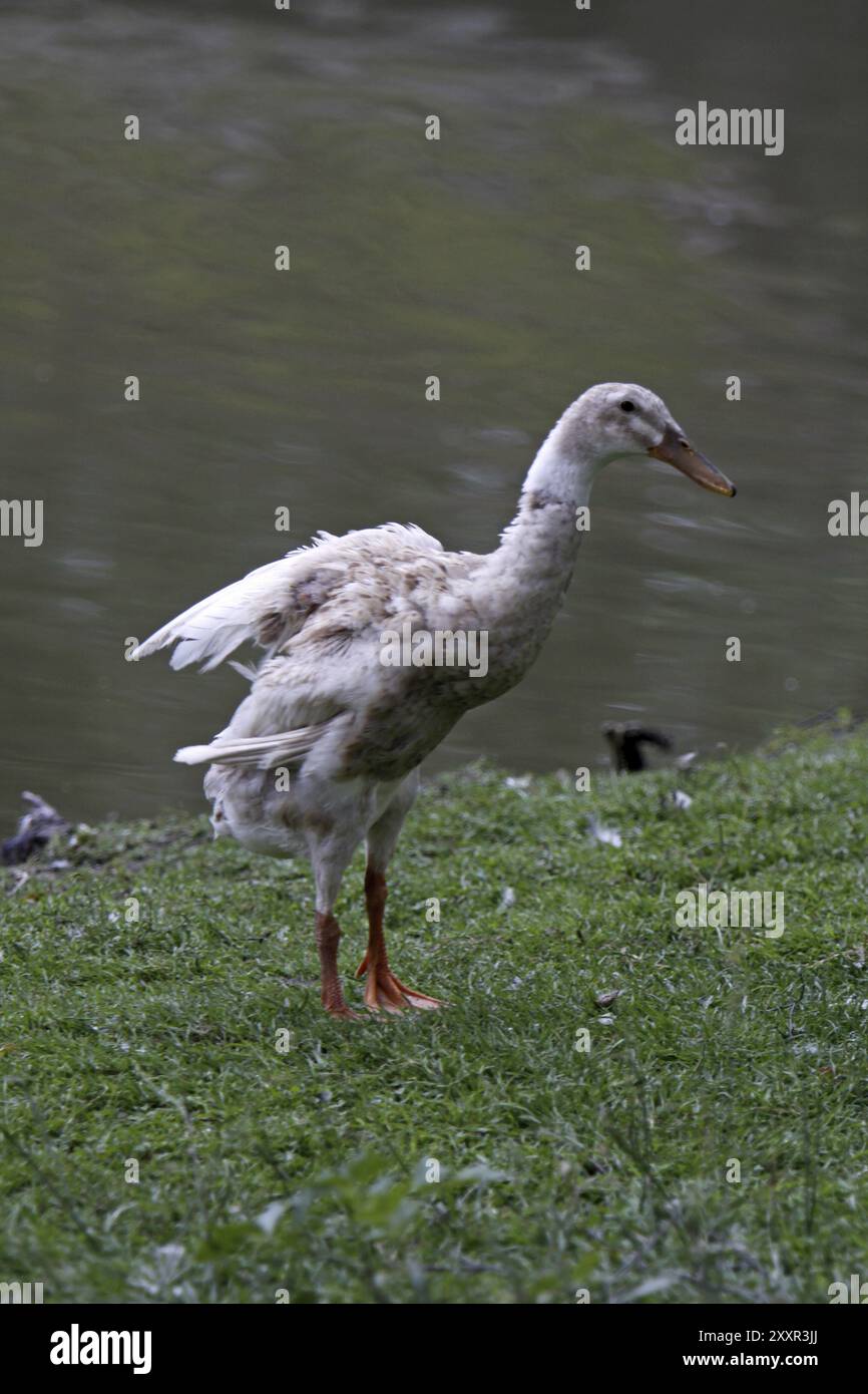 Mallard indian runner duck hi-res stock photography and images - Alamy