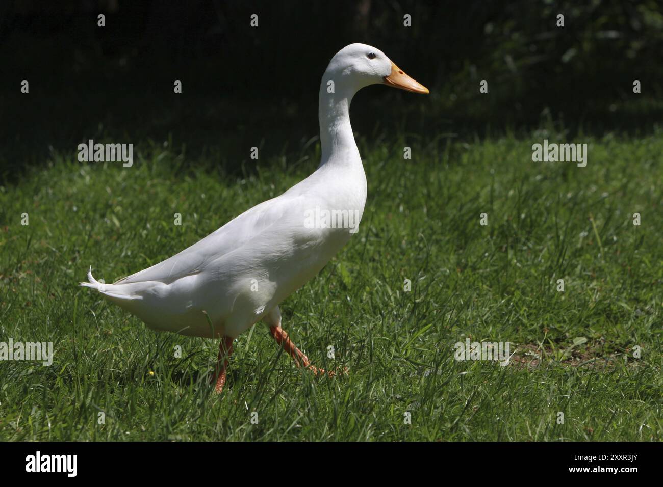 Mallard indian runner duck hi-res stock photography and images - Alamy