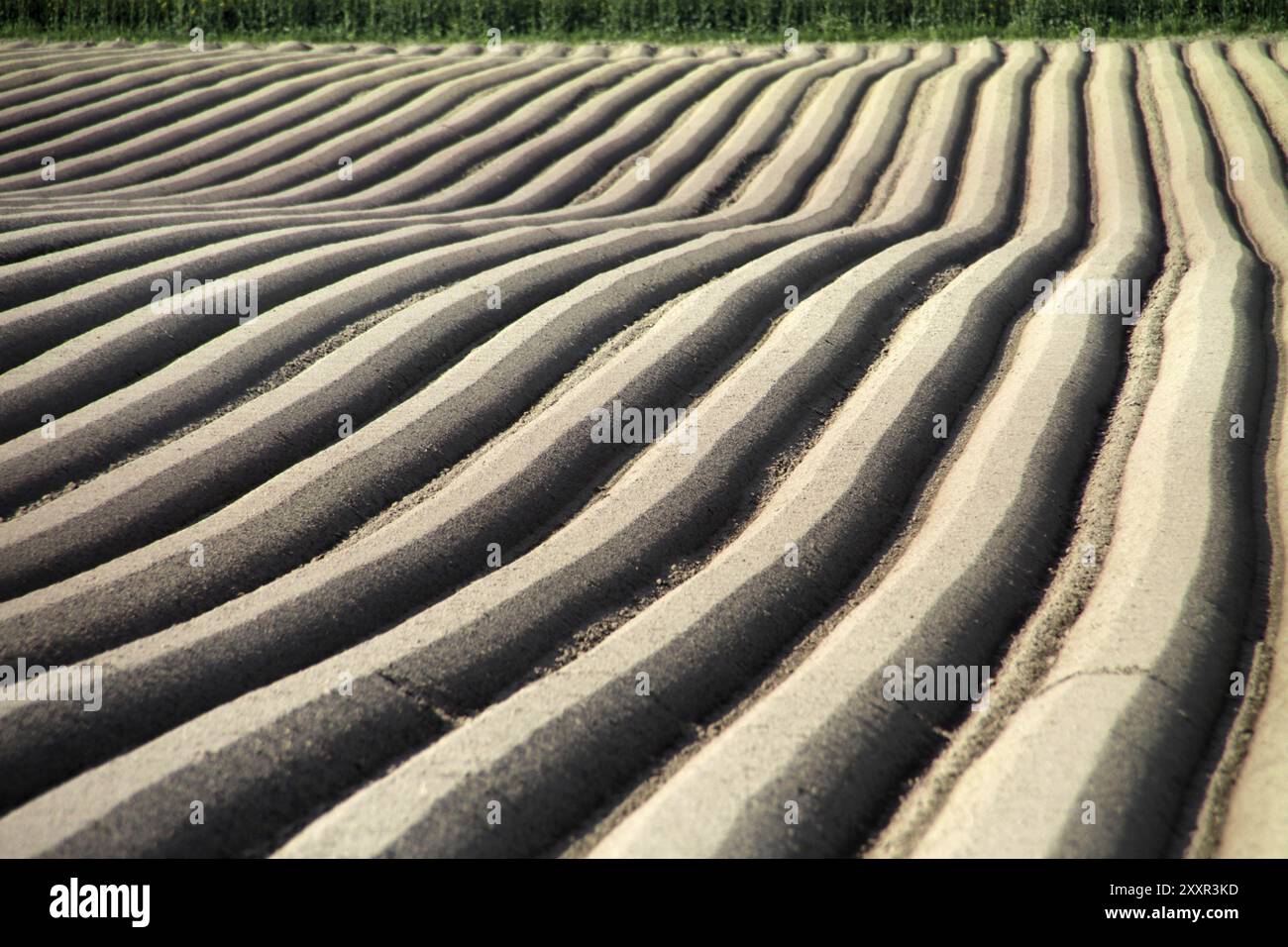 Furrows for carrot cultivation Stock Photo - Alamy