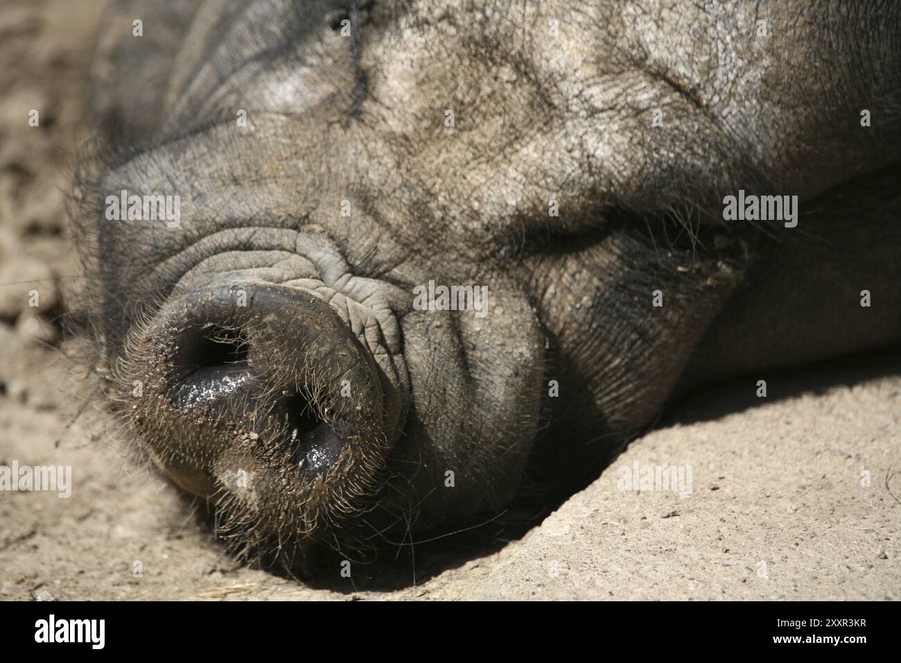 Snoozing pot-bellied pig Stock Photo - Alamy