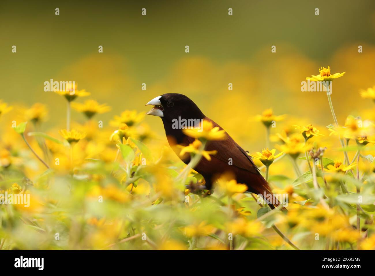 The chestnut munia or black-headed munia (Lonchura atricapilla jagori ...