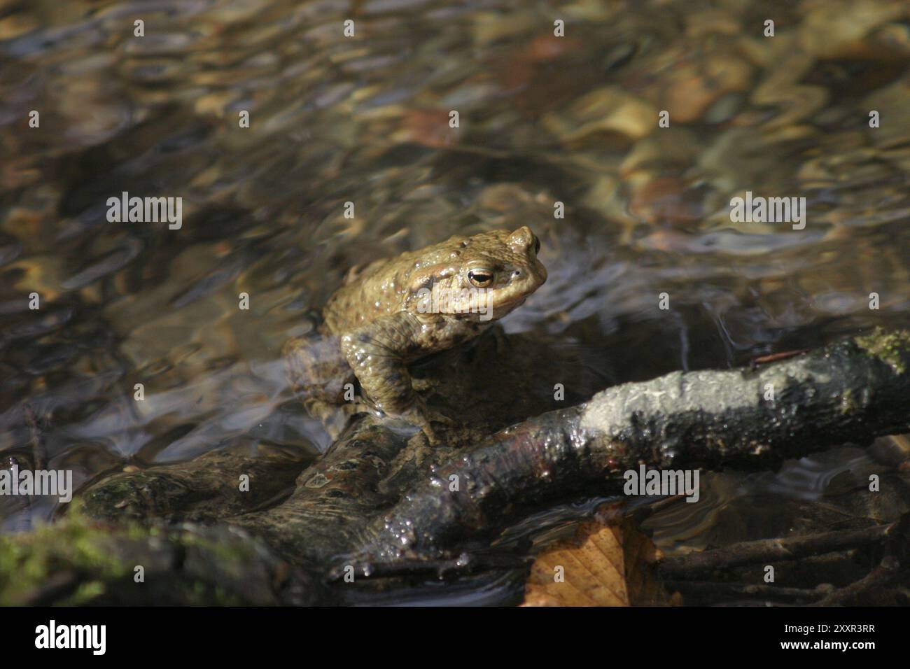 Common toad in a pond Stock Photo - Alamy