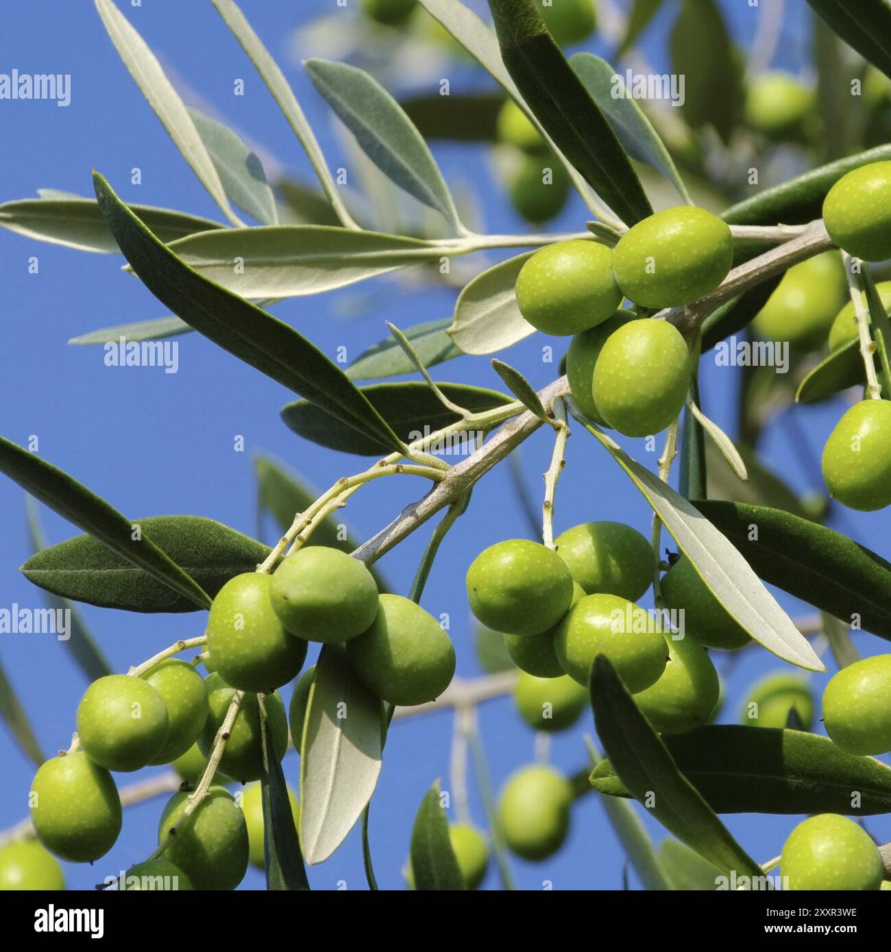Olive tree frost hi-res stock photography and images - Alamy