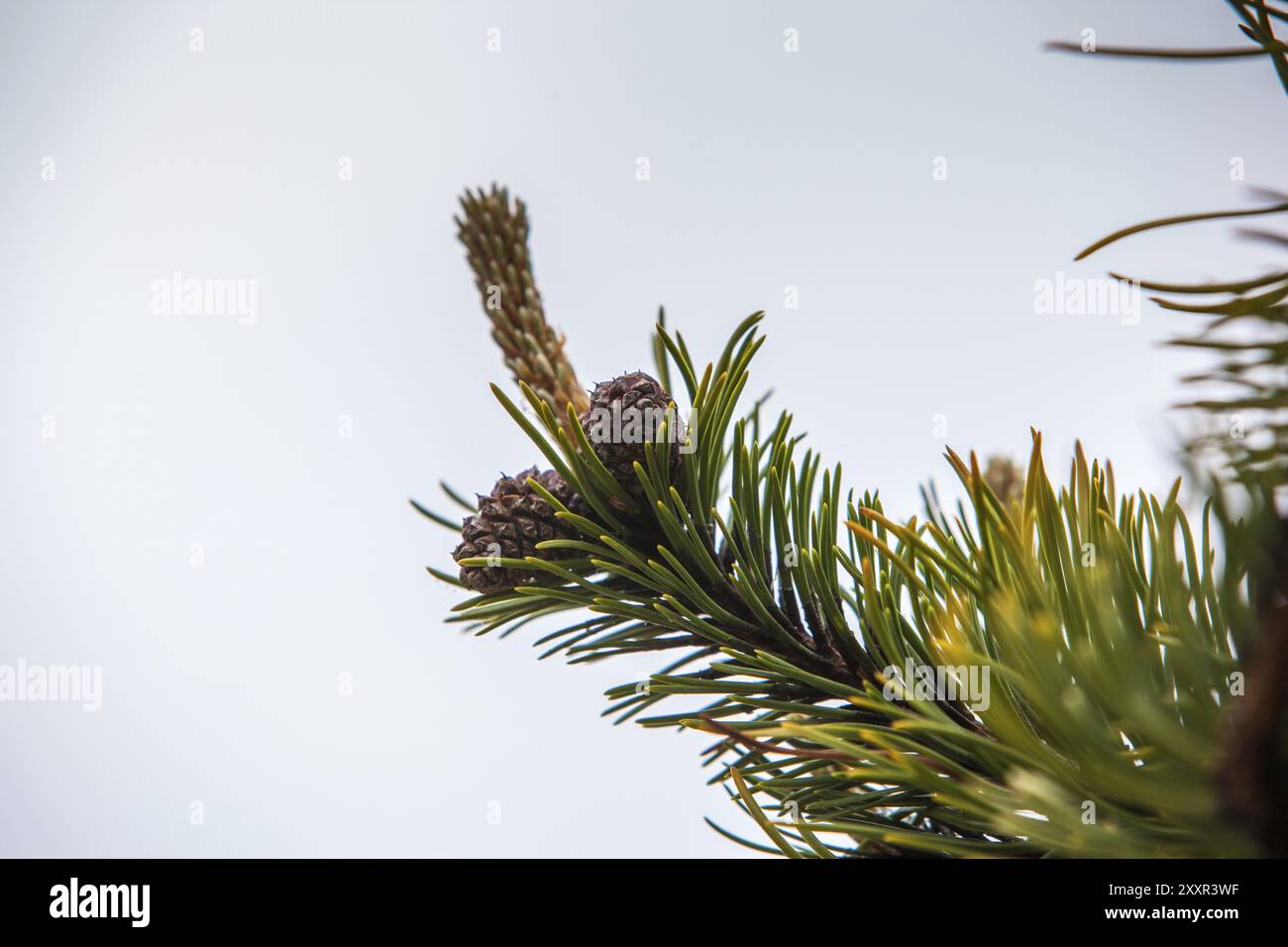 Fir tree fir tree hi-res stock photography and images - Alamy