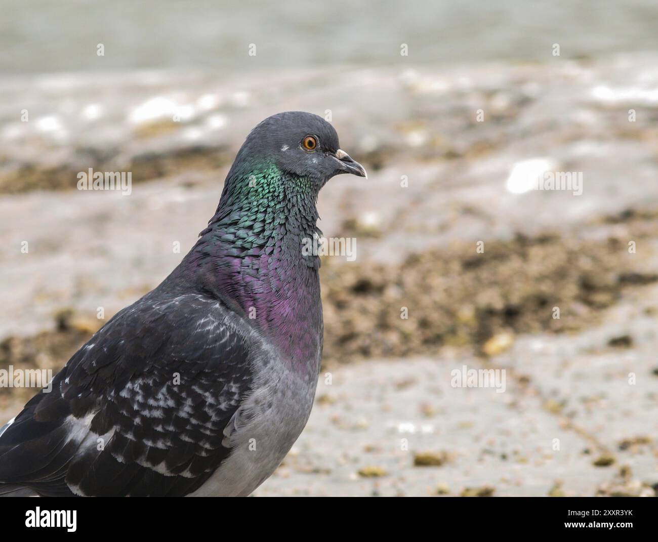 Blue-green pigeon in front of green water, on top of a cliff Stock ...